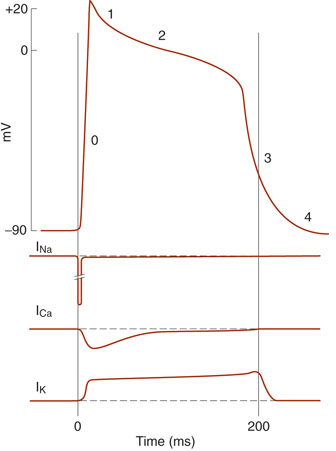 Cardiac Action Potential Diagram
