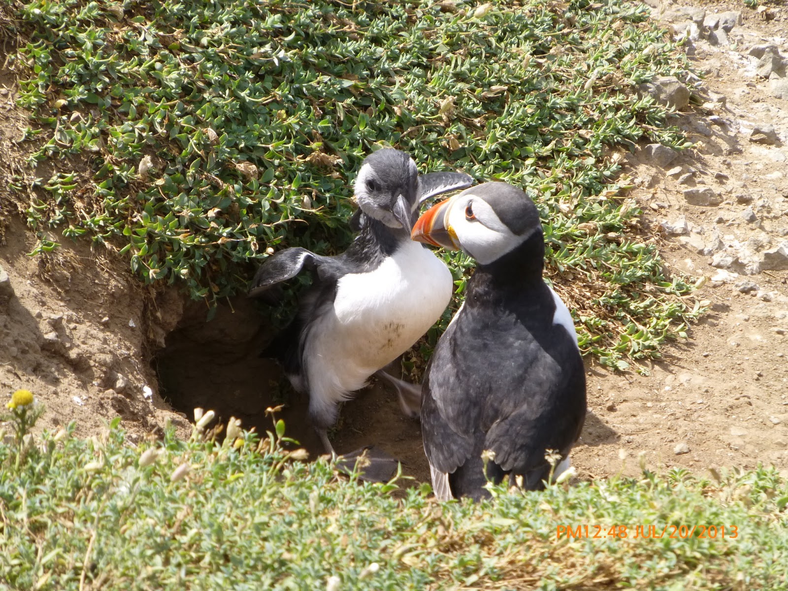The Skomer Island Blog: Pufflings!!!