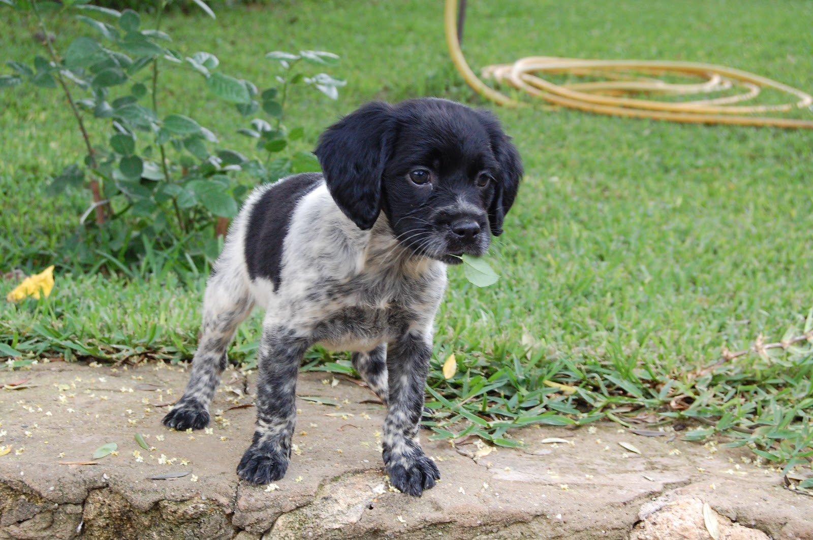 EPAGNEUL BRETÓN DE LOS MAJADALES: CACHORROS CRIADOS EN CASA