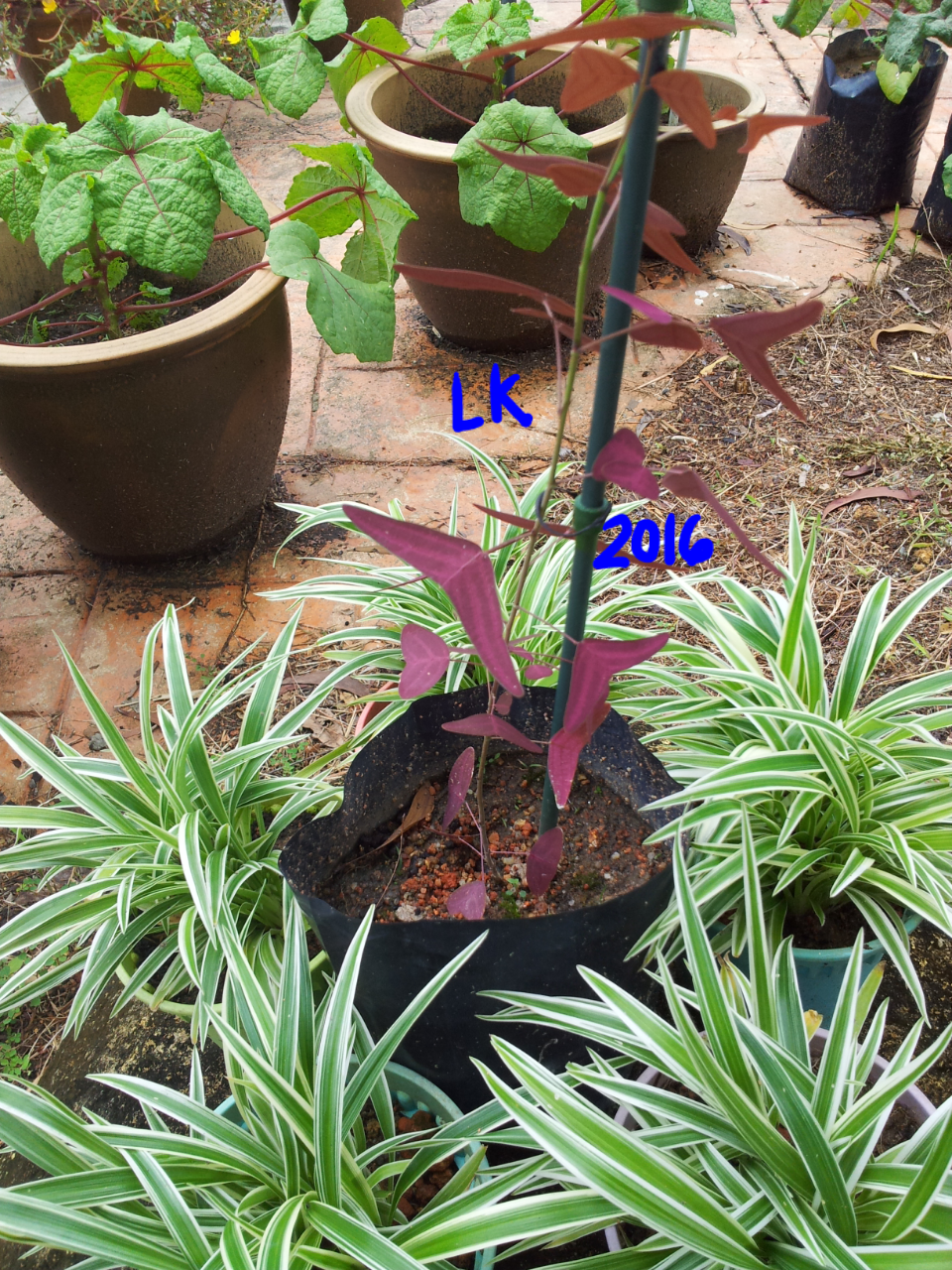 E-NA LOVELY KITCHEN ^_^: POKOK RERAMA MERAH