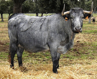 Ganadería Moralejos: Raza Morucha Selecta