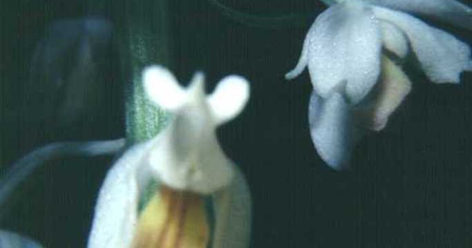 ORQUIDEAS MEXICANAS: Calanthe calanthoides