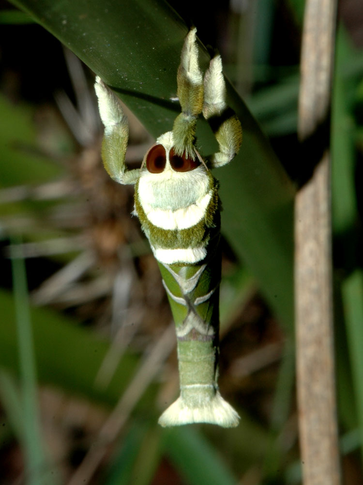 The Nature of Robertson: November 2011