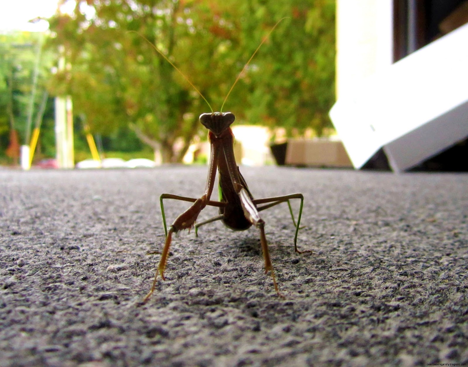 Praying Mantis Arms | Wallpapers Gallery