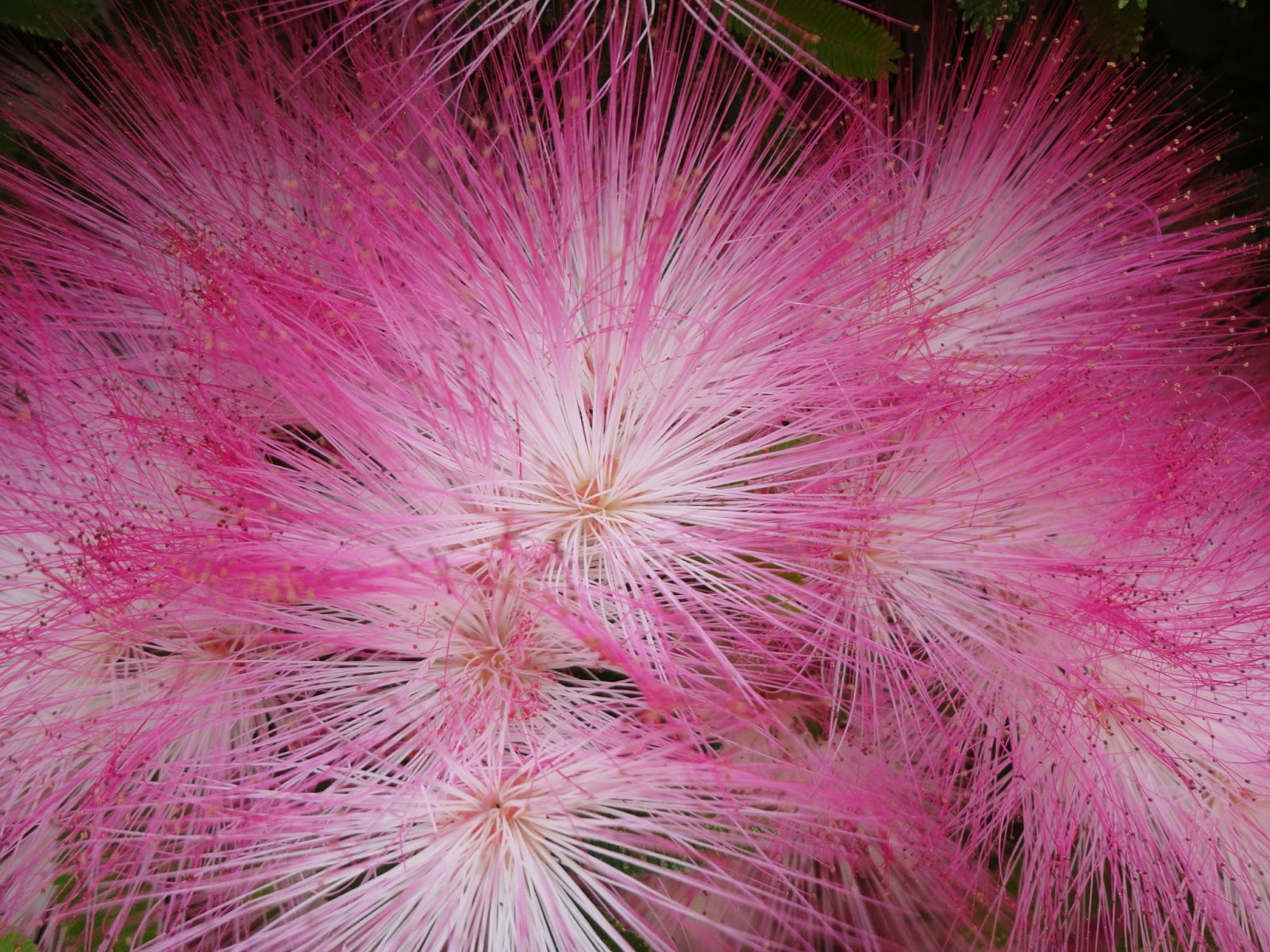 O CULTIVO A VIDA: Florada da Caliandra