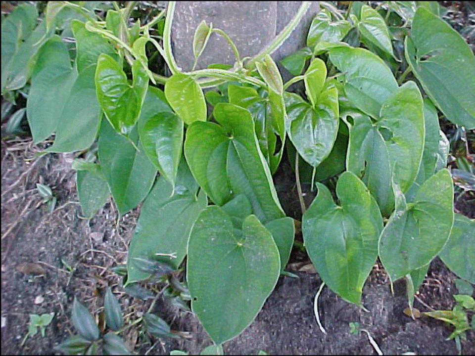 RaicesTabasco: Barbasco