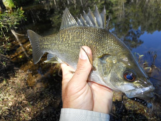 patbeesfishin: Quick mid morning sess on the perch