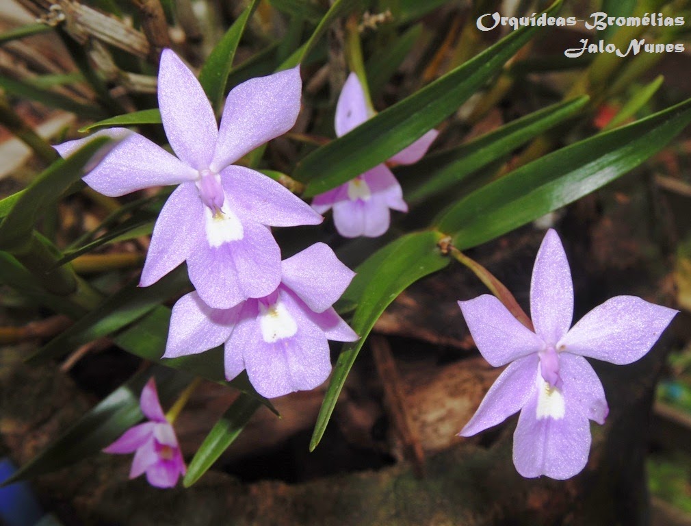 ORQUÍDEAS * BROMÉLIAS: Dimerandra Emarginata - flores 2014