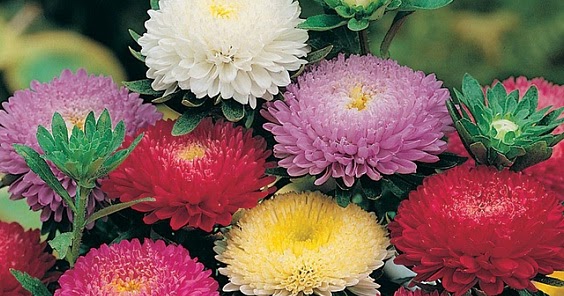 GALERI "BENIH": Nama: Aster Pompon Mixed Nama ilmiah: Callistephus ...