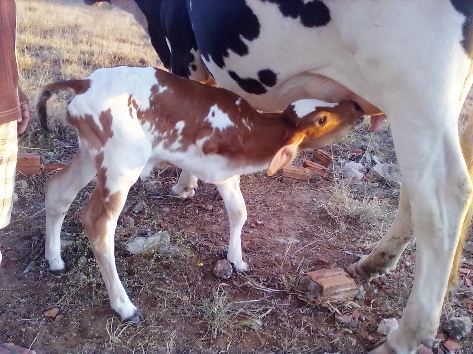BEZERRA NASCE COM TRÊS PATAS NO MUNICÍPIO DE VÁRZEA DO POÇO - Várzea do ...