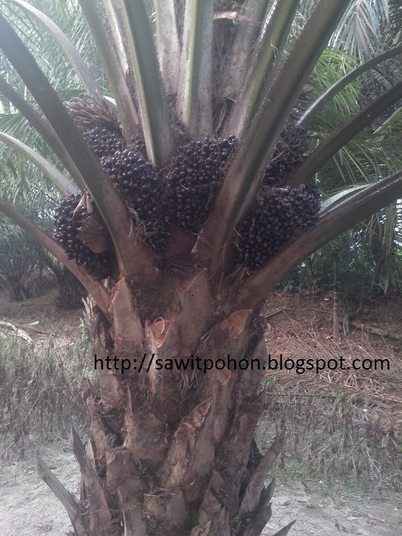 Sawit Indonesia: Harga buah sawit menurut ukuran dan umur
