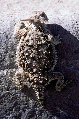 The Azure Gate: Lizards - Part IV + V