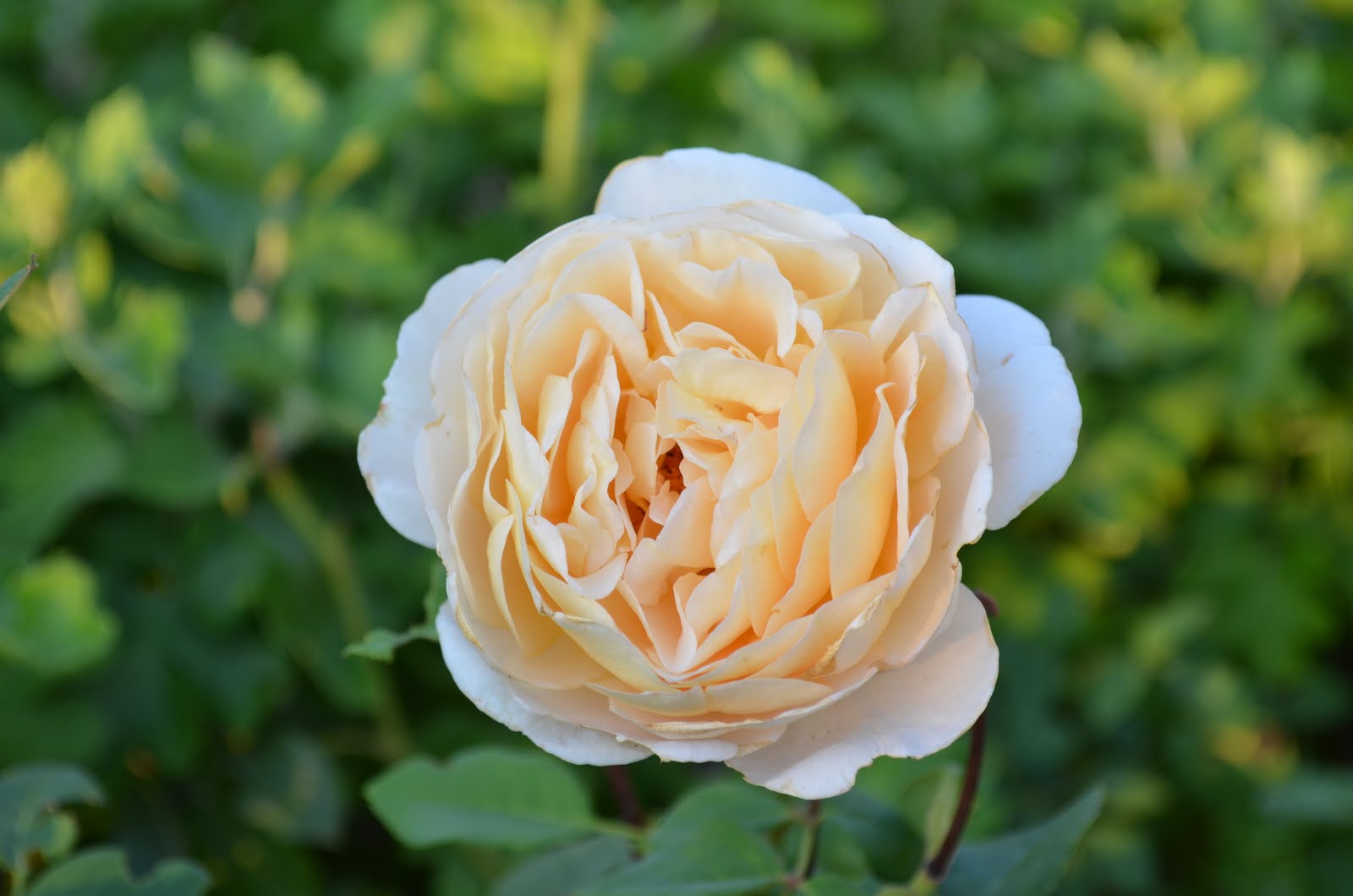 Jurnal de gradina: Flori de August