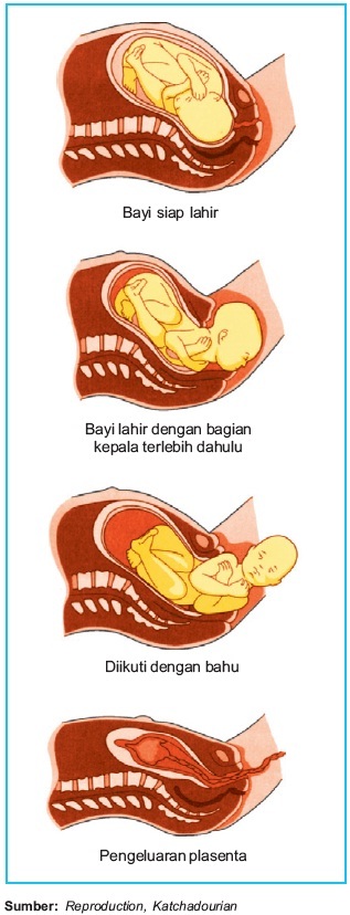 Tahapan dan Hormon pada Proses Persalinan