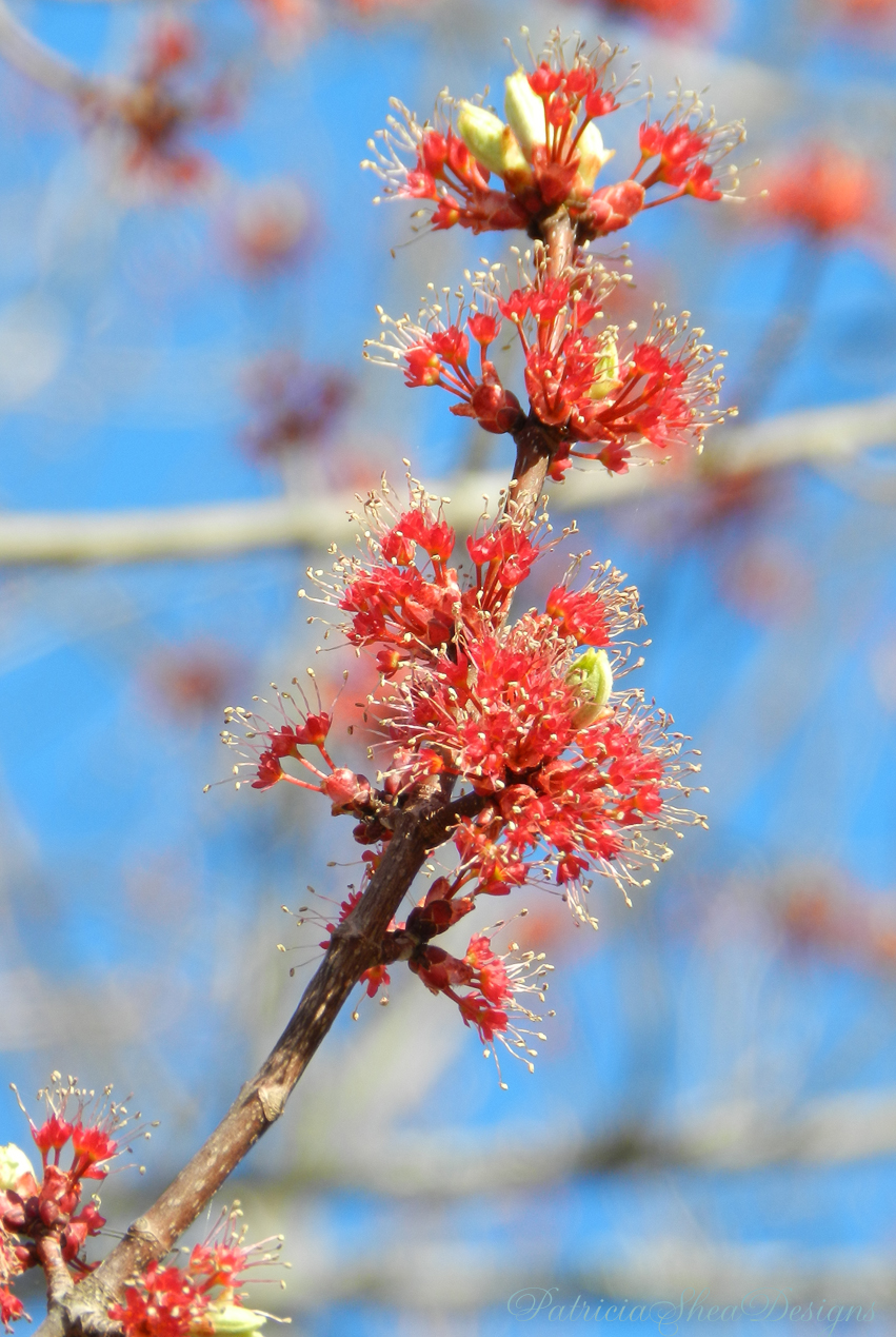 patternpatisserie: Red Maple flowers and gleaming blue skies in Maine