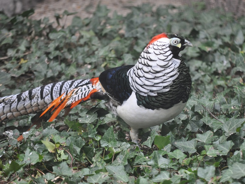 ZOOTOGRAFIANDO (6.100 ANIMALS): FAISÁN DE LADY AMHERST / LADY AMHERST´S ...