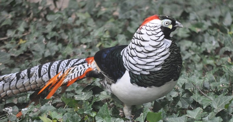 ZOOTOGRAFIANDO (6.100 ANIMALS): FAISÁN DE LADY AMHERST / LADY AMHERST´S ...