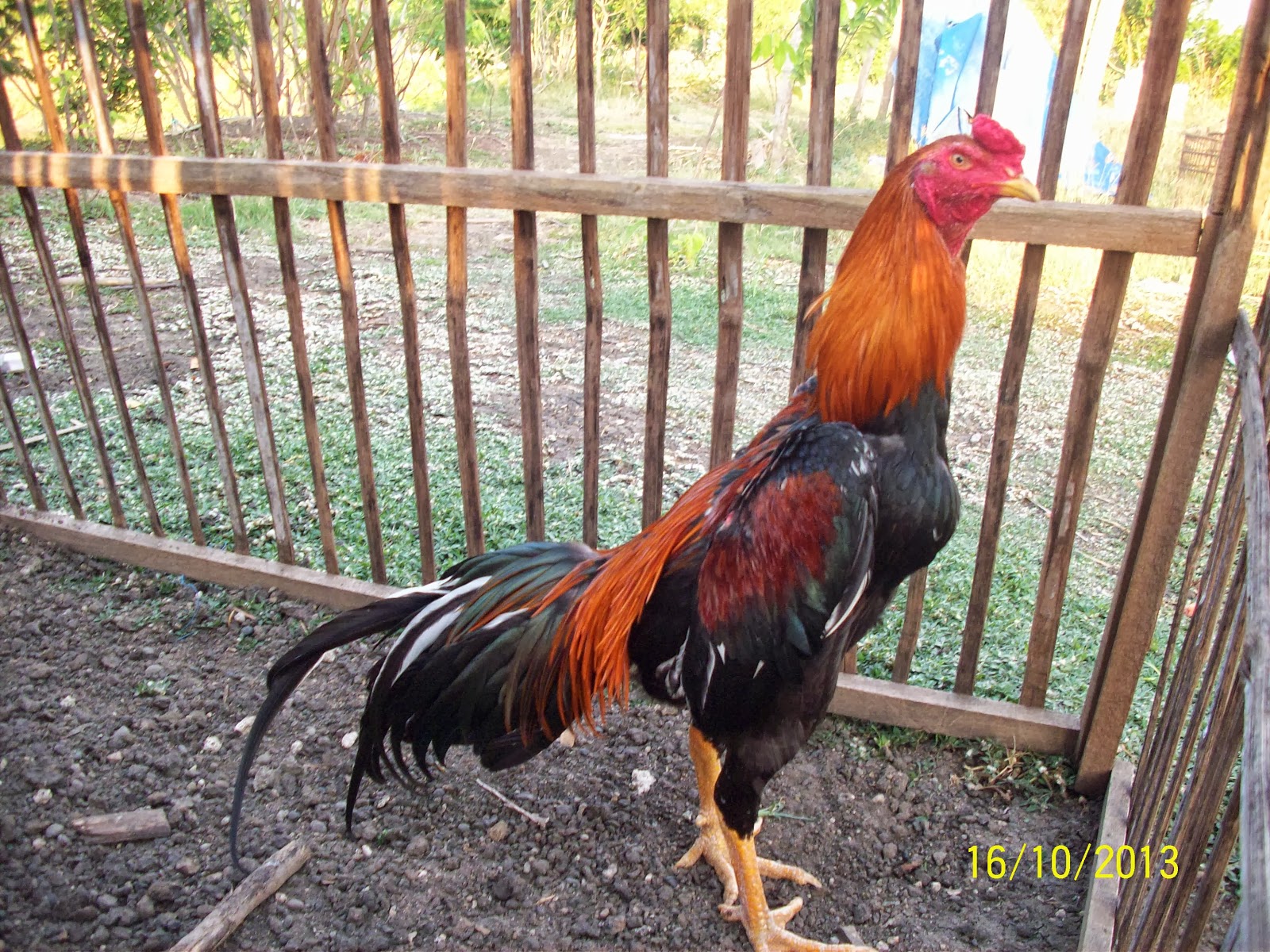 "JUAL AYAM BANGKOK ASLI" berminat Hub : 085733211010