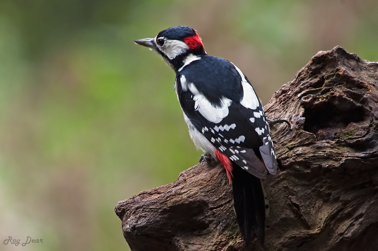 Foto's: Grote bonte specht