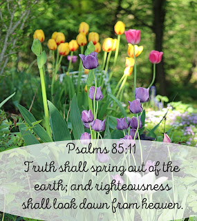 Spring Tulips Psalms 85:11 2017 Photos