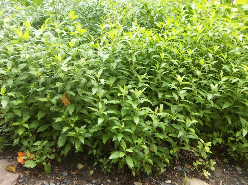 Future Plants by Randy Stewart: Kalimeris - Japanese Aster