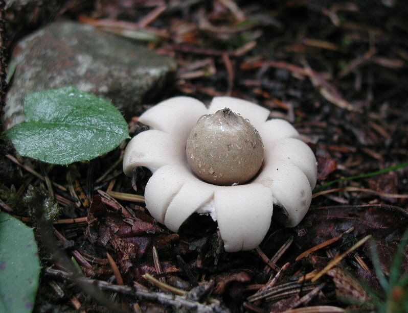 20 Hongos mas hermosos "KAWAII" del planeta. - Juanjo Sabe