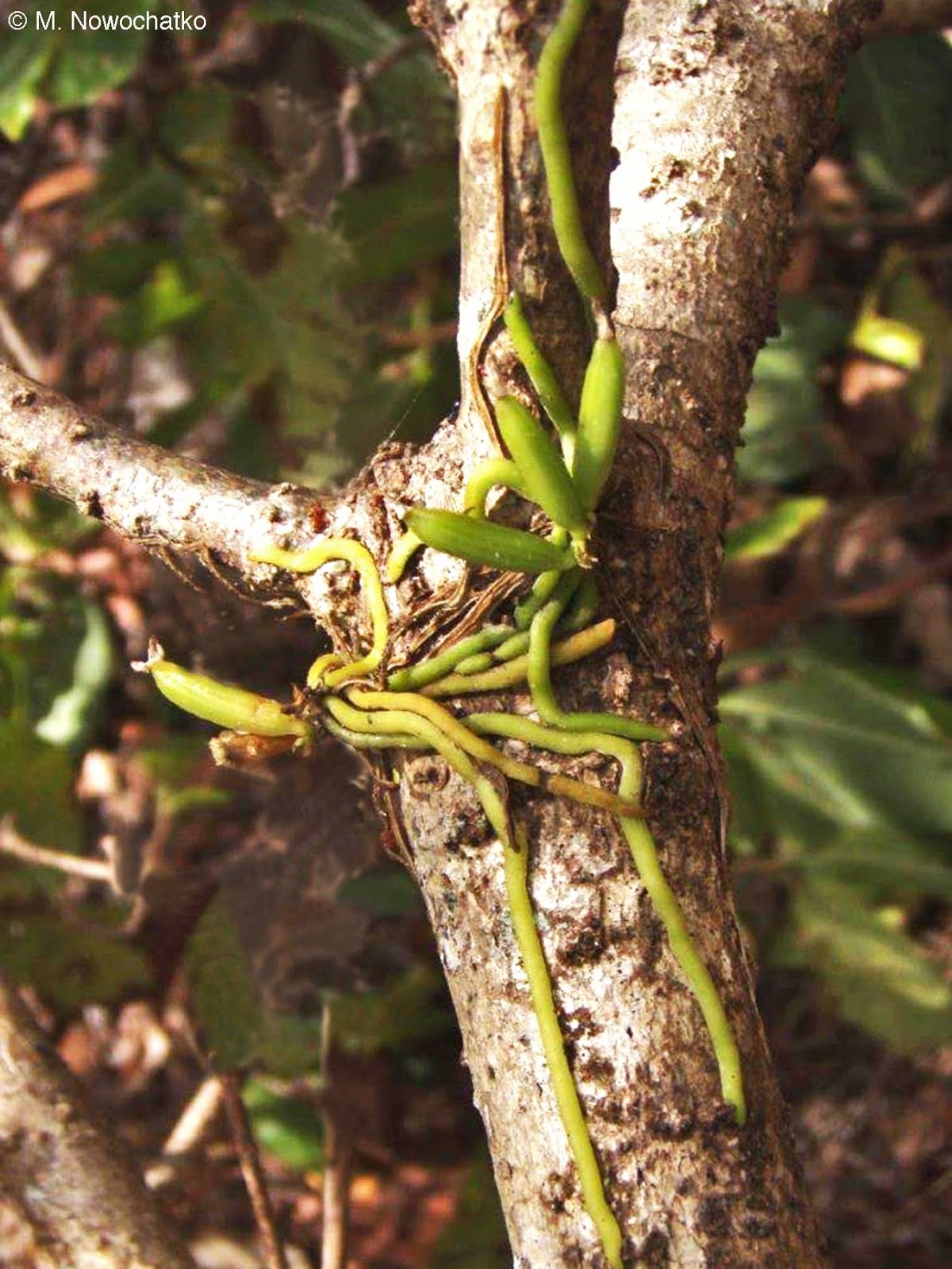Species New to Science: [Botany • 2017] Taeniophyllum walkeri ...