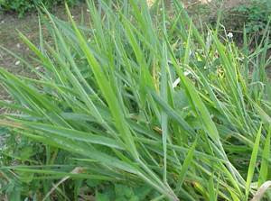 ILMU PETERNAKAN, PERTANIAN DAN MAMFAATNYA BAGI DUNIA: JENIS-JENIS ...