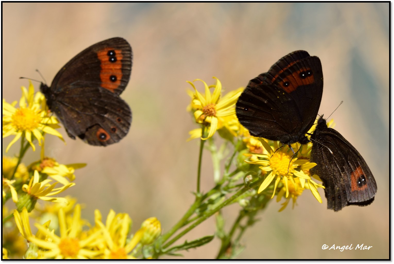 Butterflies and Dragonflies: Erebia palarica - "Chapman's Ringlet ...