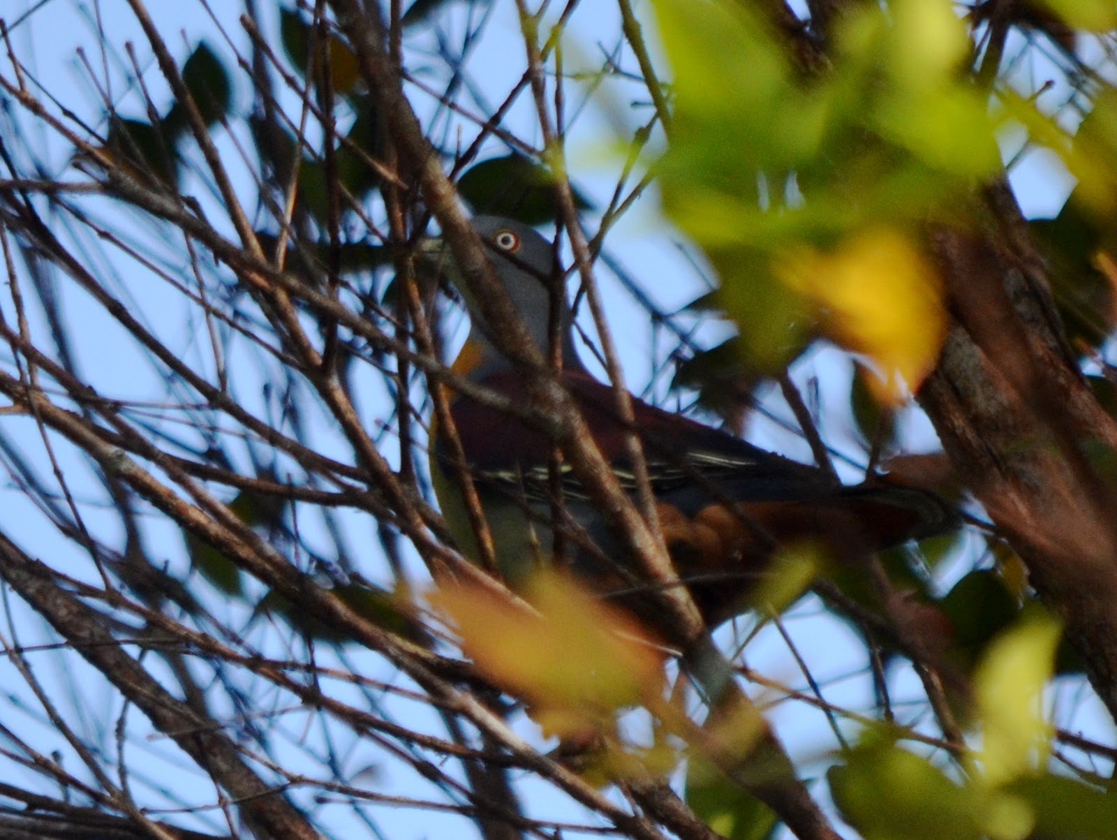 The Kambatik Park, Bintulu.: "Punai Daun" or the Little Green Pigeon.