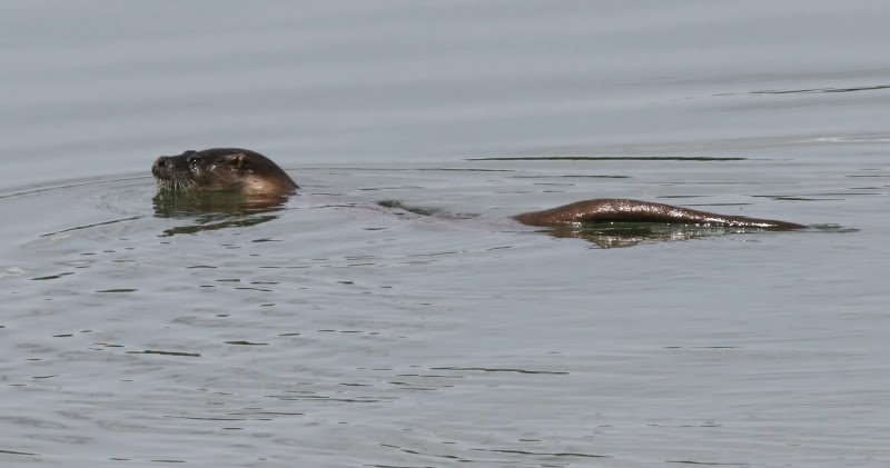 The Seal Serpent : The Loch Oich Monster 1936 : otter, seal or sea lion?