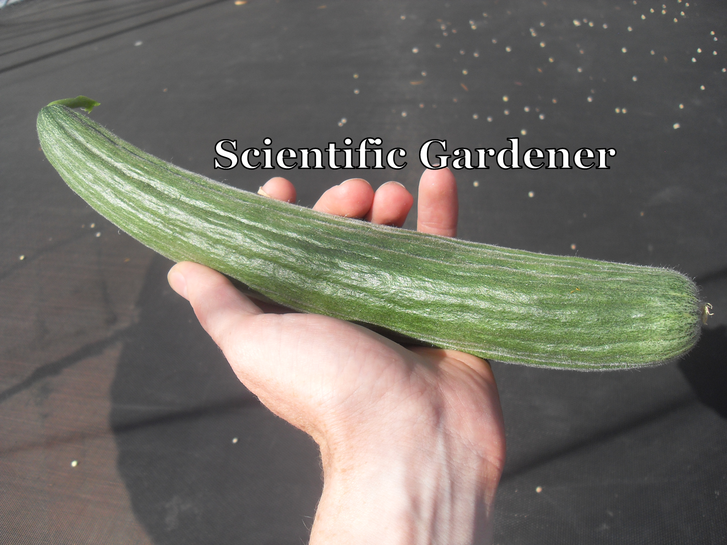 The Scientific Gardener: The Medium Dark Armenian