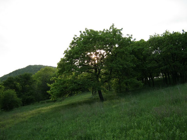 Country inside: Comorile ascunse ale Dobrogei ~ part.I ~ Bujorii din ...