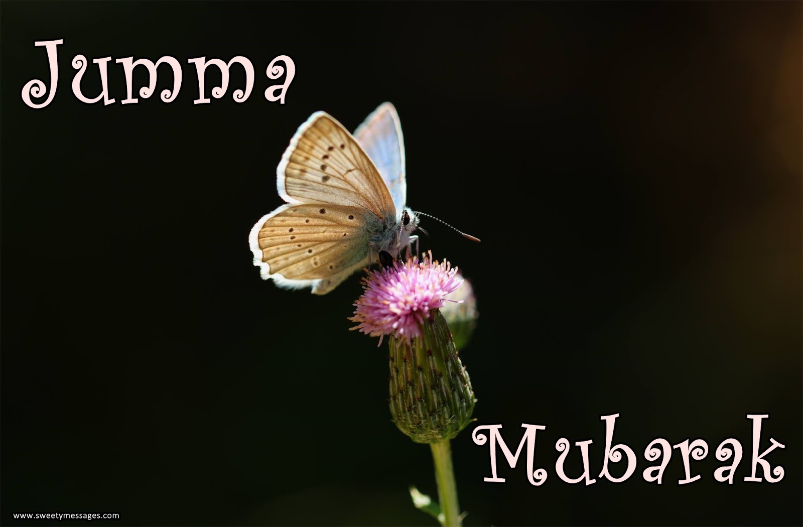JUMMA MUBARAK IMAGES | Jumma Mubarak Messages | Beautiful Messages ...