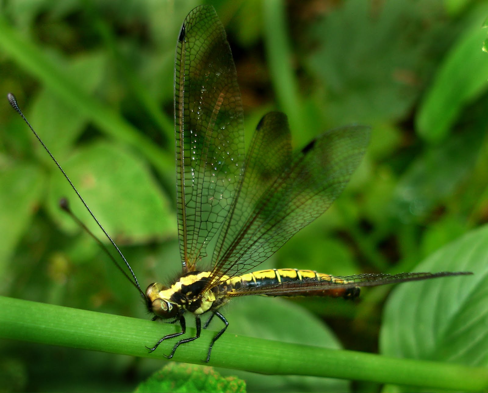 Insects of Kerala: Antlion