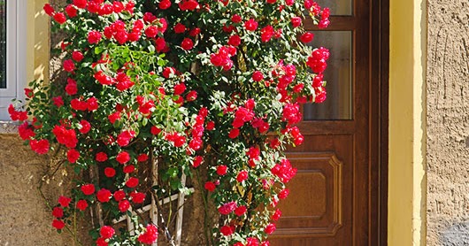 Climbing Rose Care and Germination - swimguide