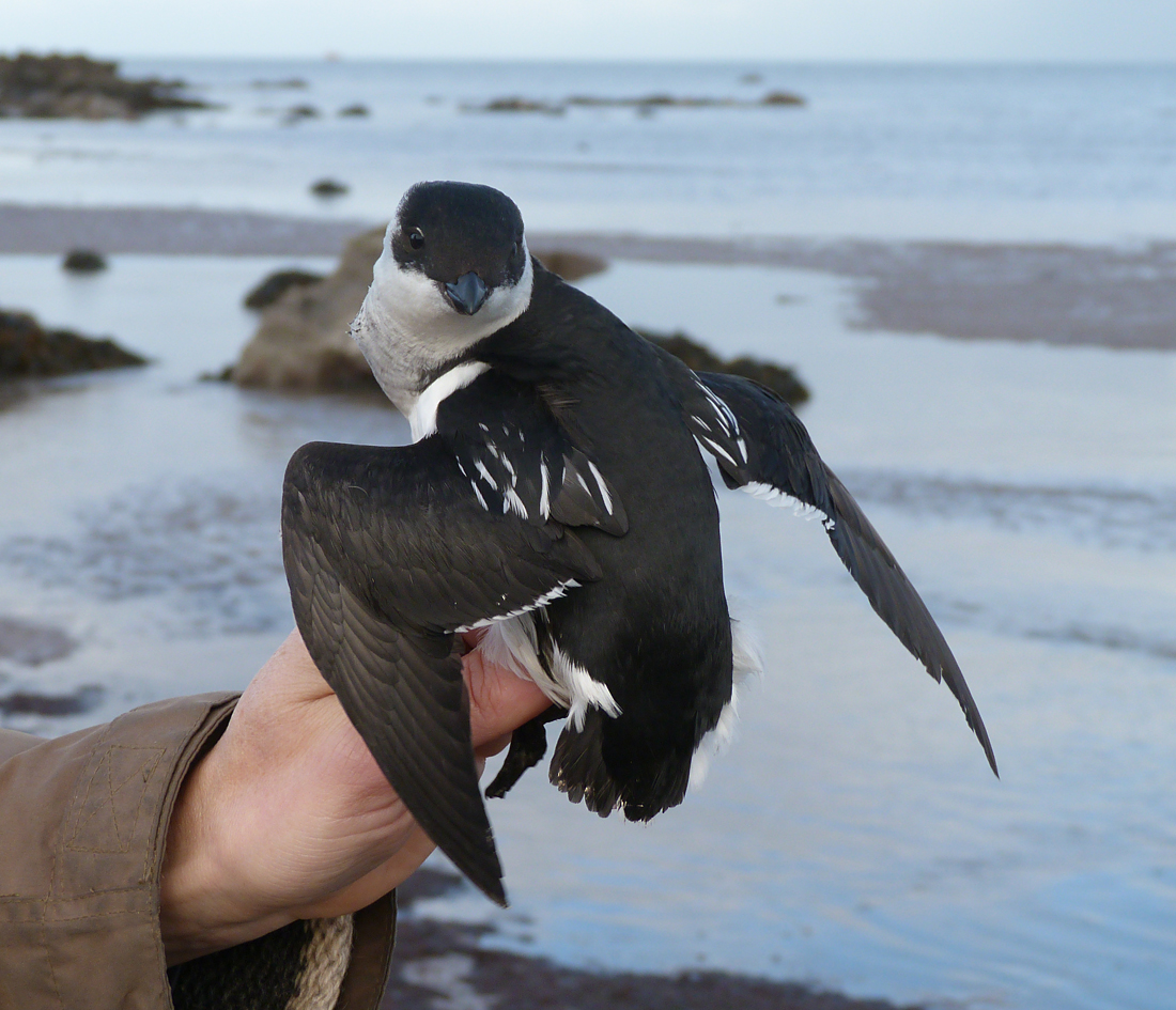 Kerry Birding: Little Auk release