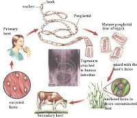 INFEKSI CACING PITA SAPI, PENCEGAHAN DAN PENGOBATANNYA | University ...