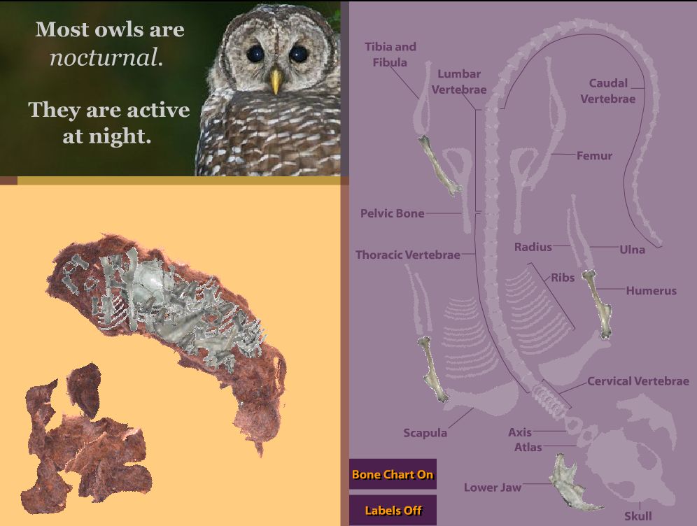 Reading Is Thinking: virtual owl pellet dissections: