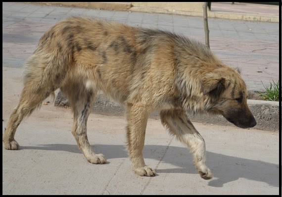 Ir(relevant) Profoundities: Aidi - Dog Breed Profile