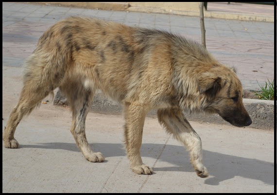 Ir(relevant) Profoundities: Aidi - Dog Breed Profile