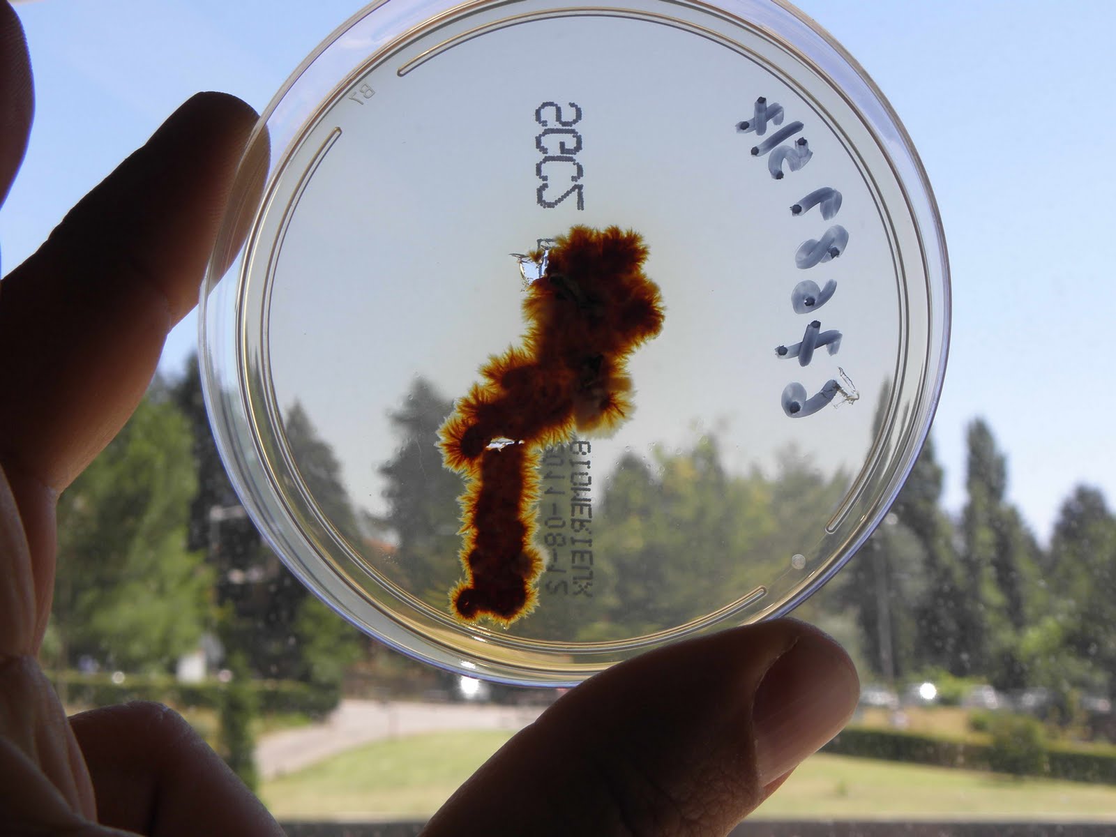 ATLAS MICOLOGIA: TRICHOPHYTON SOUDANENSE