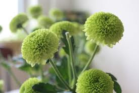 FLOWERS ENCYCLOPAEDIA: button pom flowers