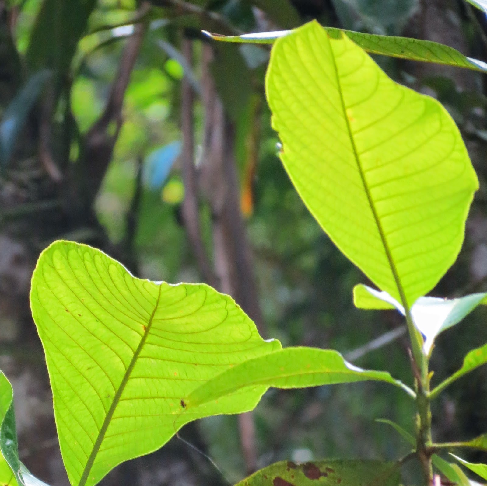 Ilê Asé Ayrà Ojo - Babá Oluojo: Jurema de Caboclo