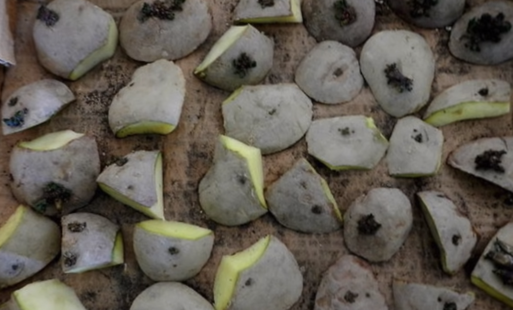 Akak Tak Perlu Beli Kentang Lagi! Begini Cara Tanam Kentang Dalam Guni ...