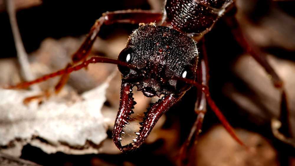 Maxilla (arthropod mouthpart)
