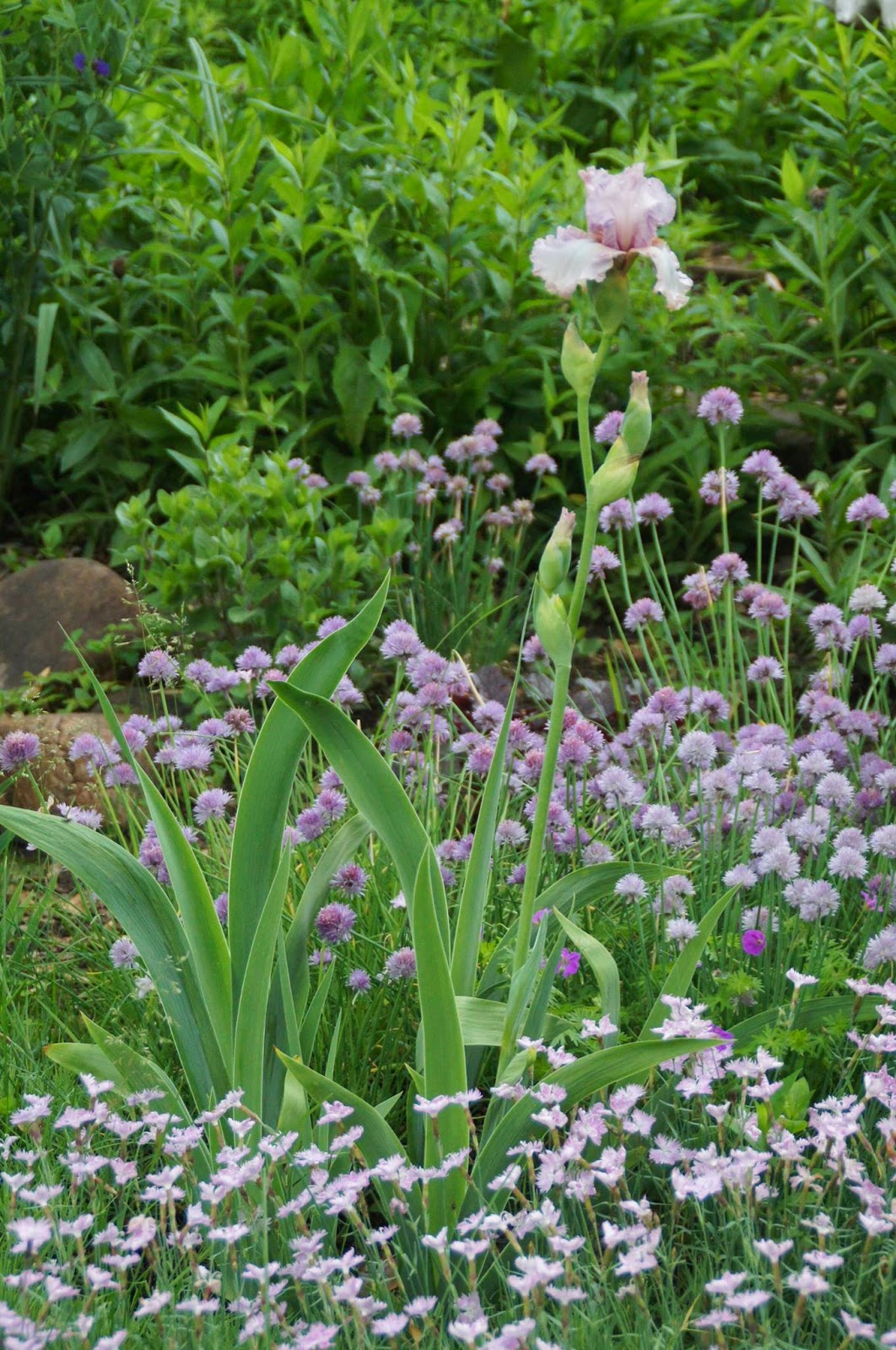 World of Irises: Beautiful Gardens with Irises in Every Climate