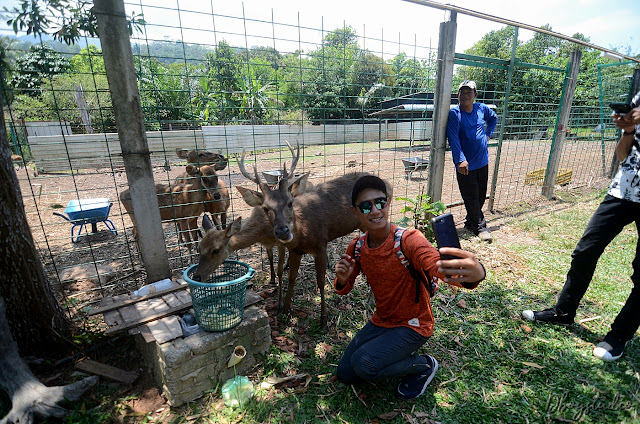 Batas Ubi Deer Farm, Yan Kedah menikmati grill daging rusa yang enak ...