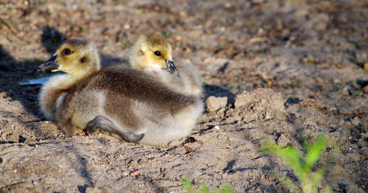 baby geese
