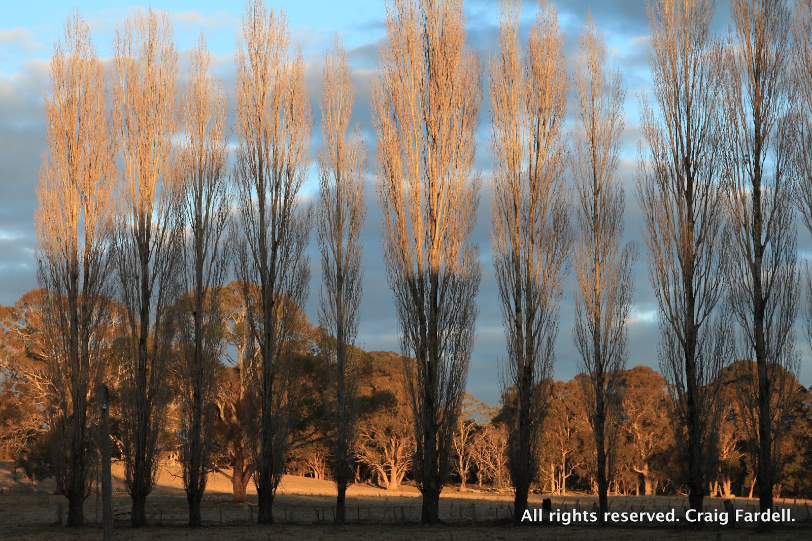 awildland: Circling the Crown - a glimpse of Warra National Park